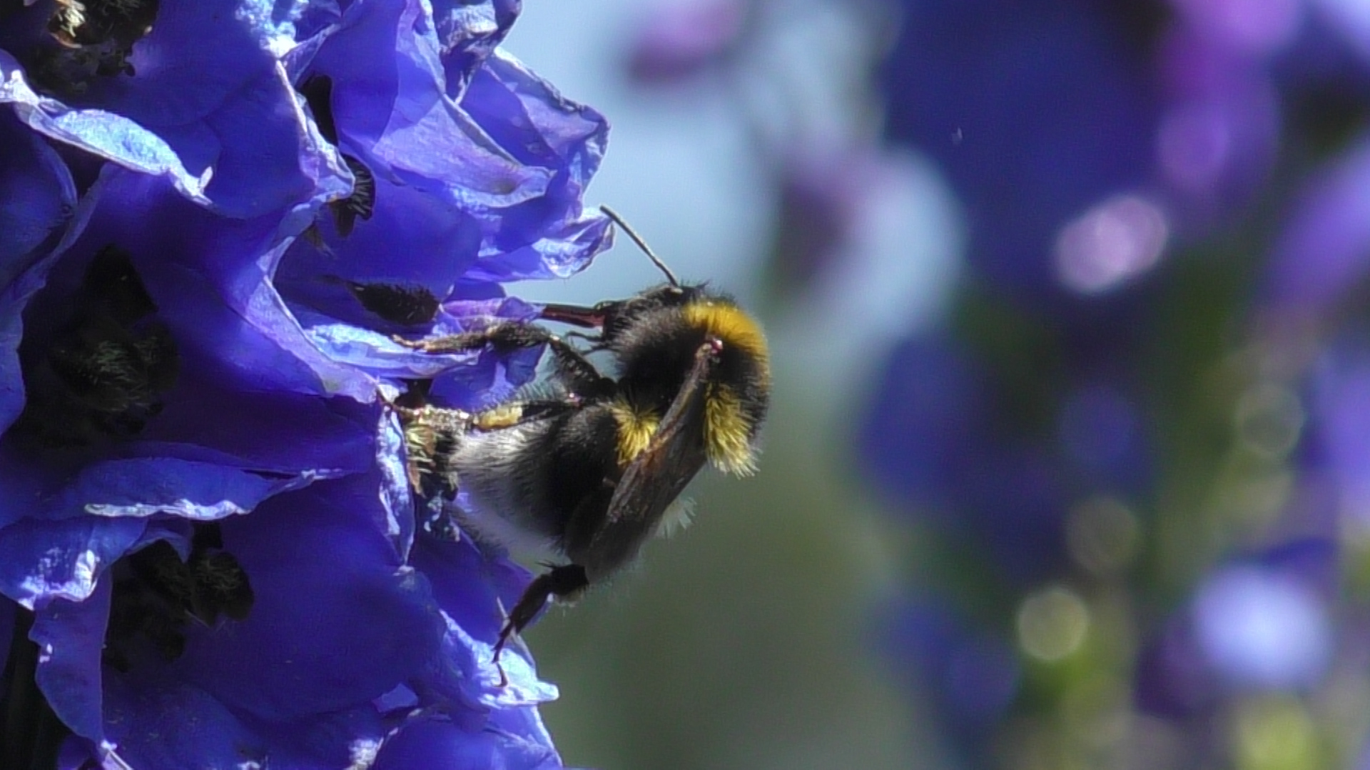Série vidéo #Surprenantvivant : zoom sur les apidés avec Joseph Jacquin ...